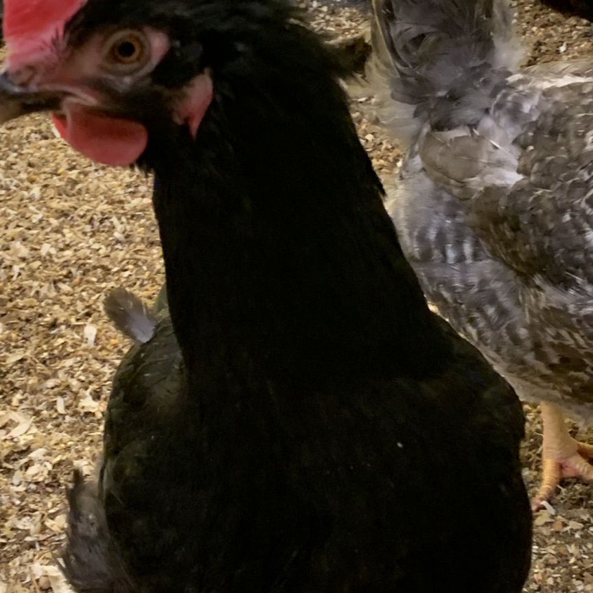 Куры несушки