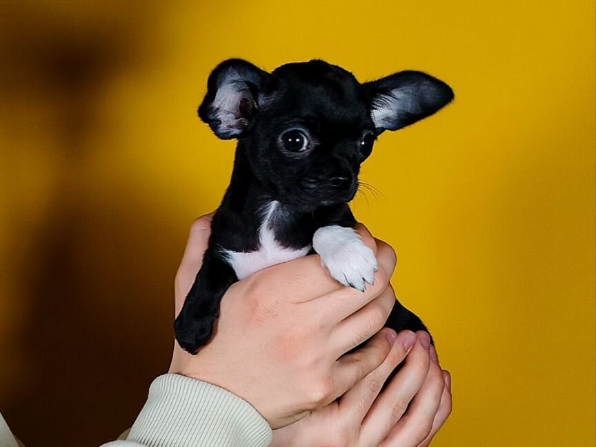 Мини чёрно-белая девочка