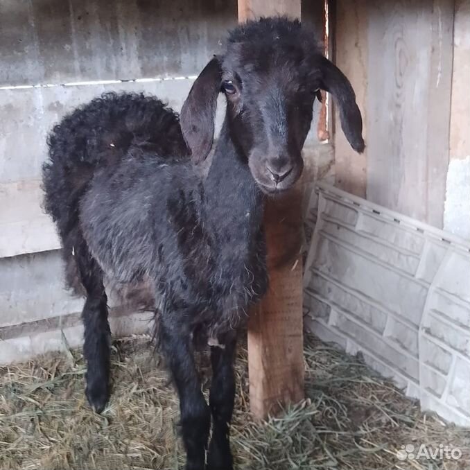 Продам овечку