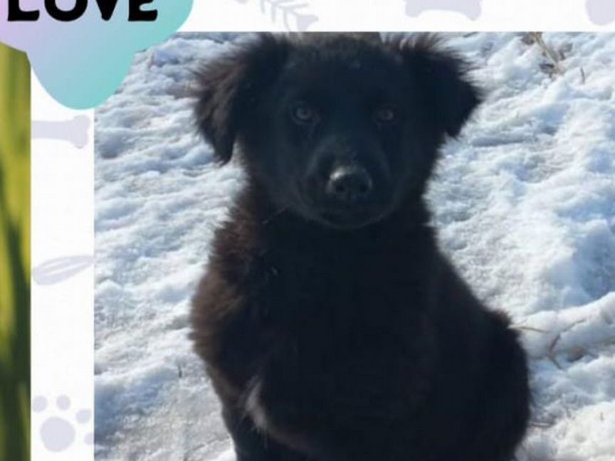 Собака в добрые руки отдам бесплатно