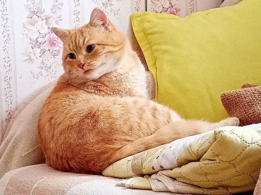 Кот