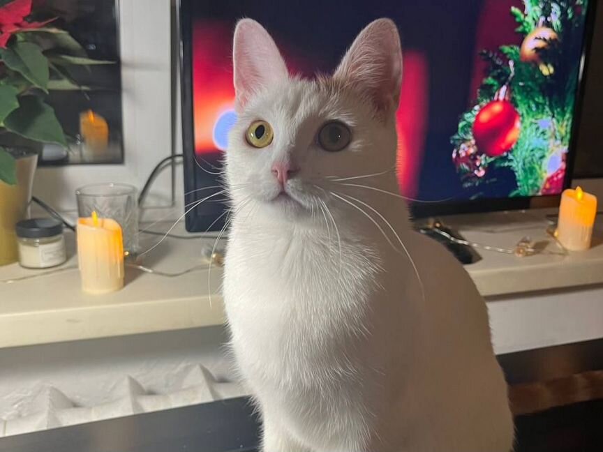 Бело-рыжий котик в дар