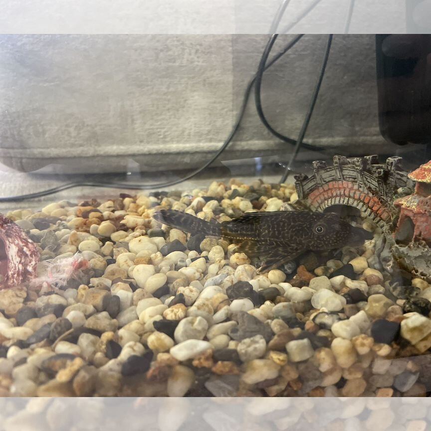 Анциструс/сомик