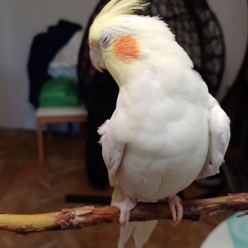 Попугай корелла с клеткой