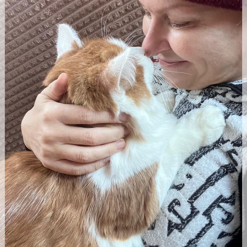 Сибирский, взрослый кот