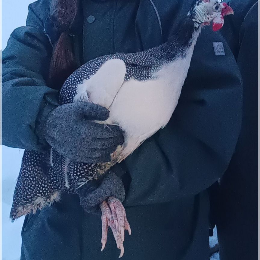 Цессарки