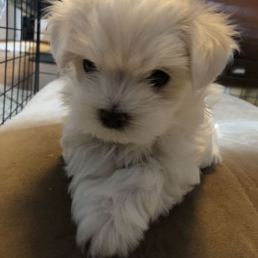 Щенки мальтийской болонки мини