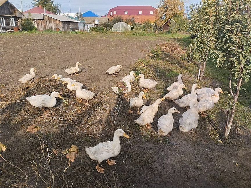 Индоутки, утки, яйцо индоутки