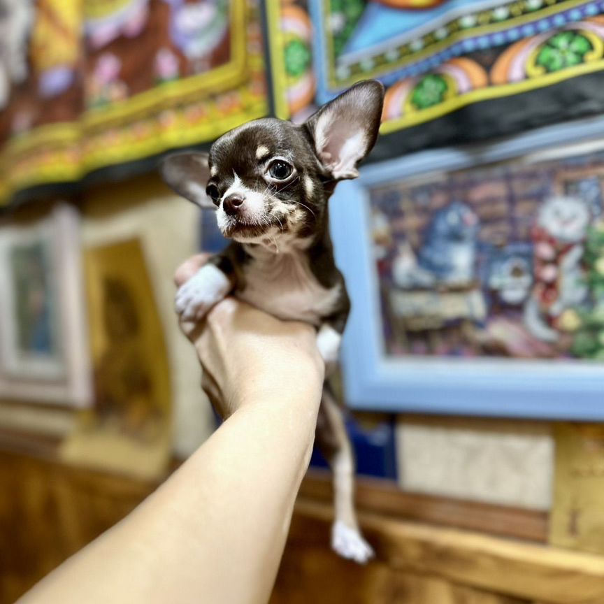 Чихуахуа девочка
