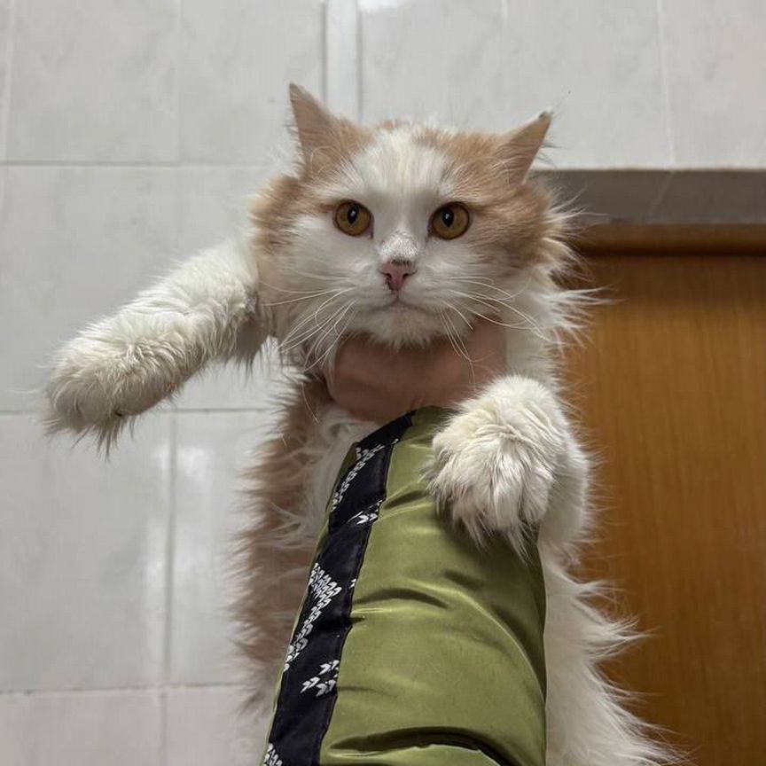 Взрослая, Девочка кошка в добрые руки