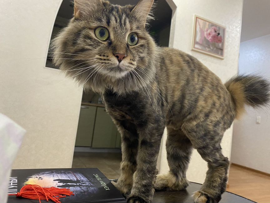 Кошка