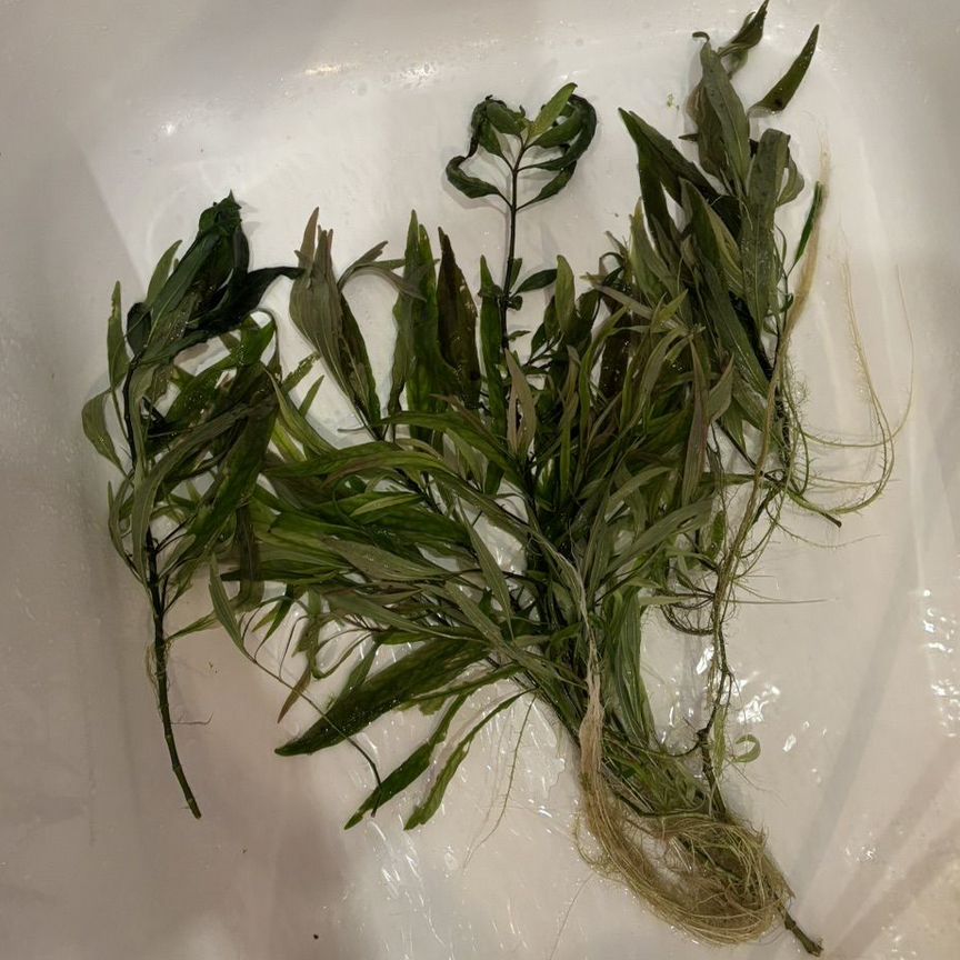 Аквариумное растение лимонник