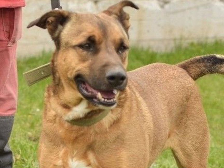 Цезарь, метис стаффорда