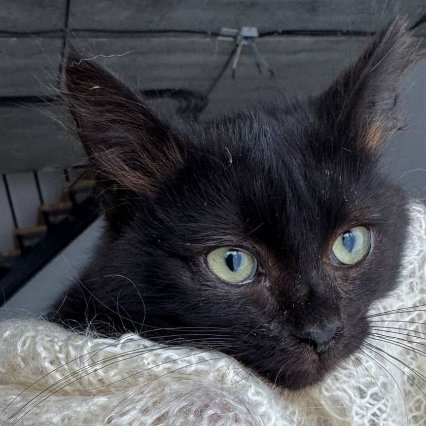 Черный котенок мальчик