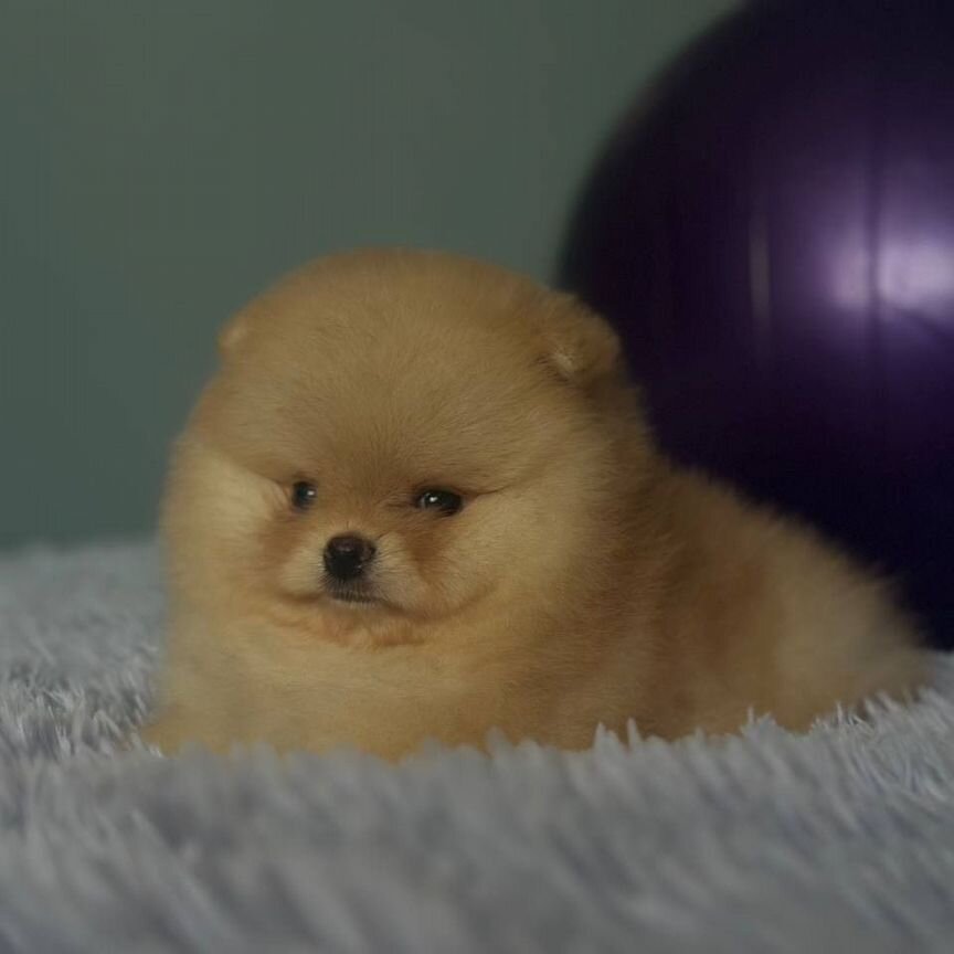 Щенки шпица