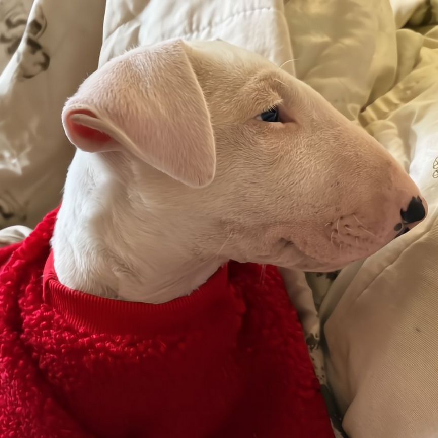 Бультерьер, щенок