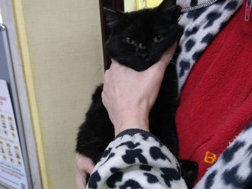 Чернышка в добрые руки