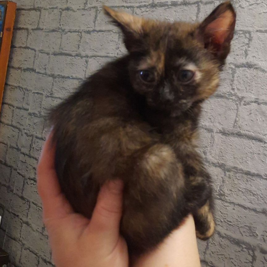 Сиамский котёнок