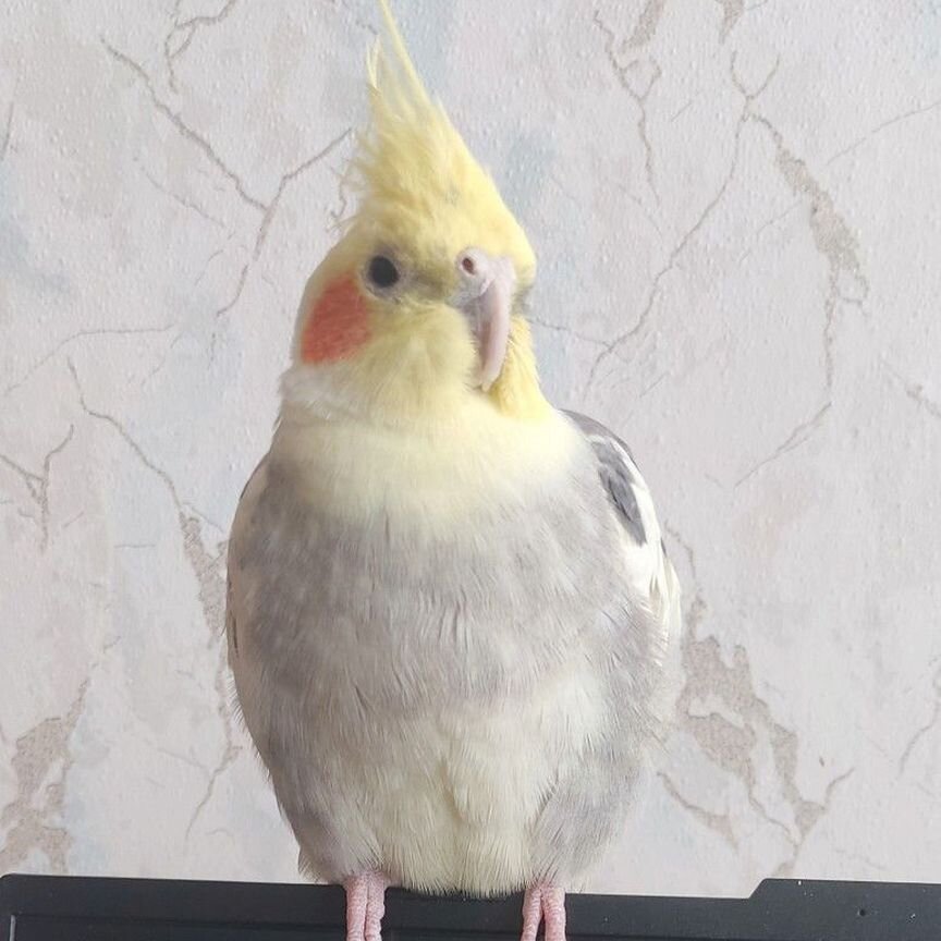 Попугай корелла. Обменяю на мальчика