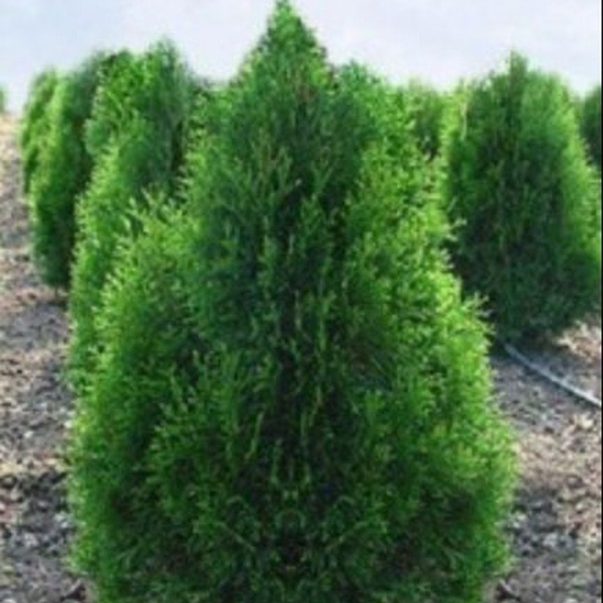 Туя западная Брабант