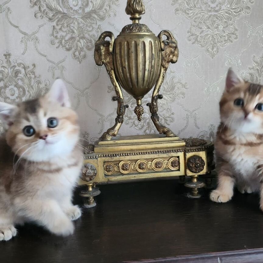 Шотландский прямоухий короткошёрстный котёнок