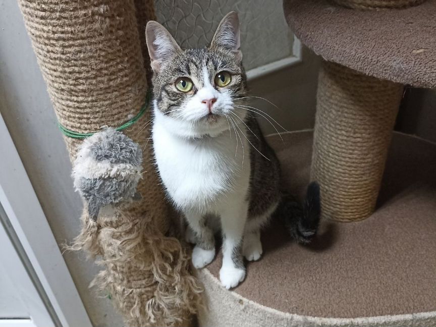 Молодая девочка Петра