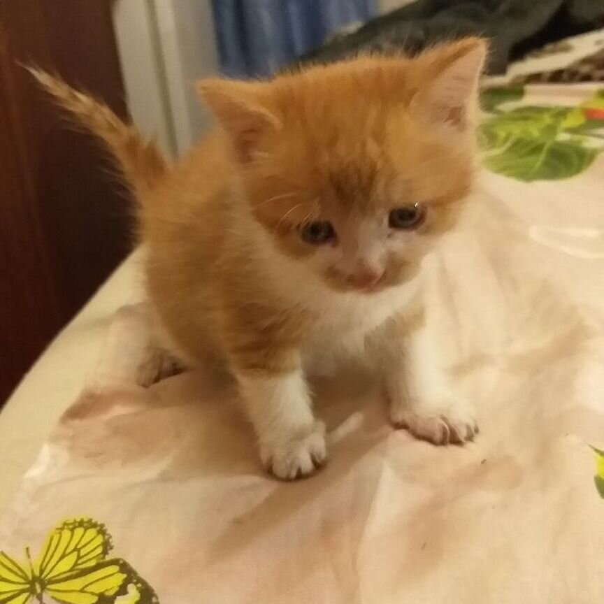 Котеночек рыжик 1мес мальчик