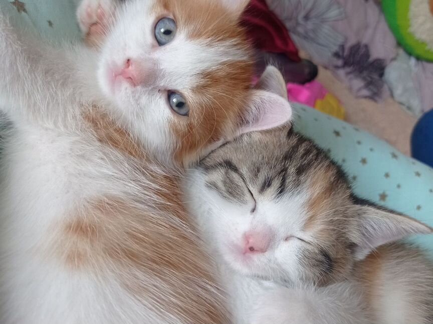 Домашние животные котята