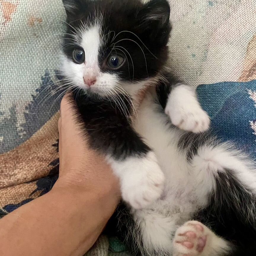 Котенок