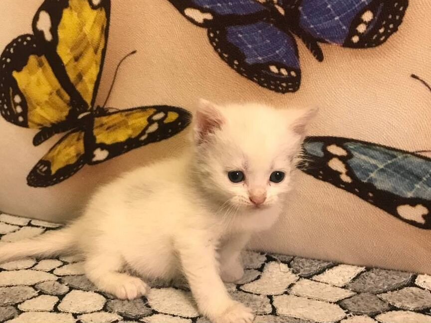 Котенок-мальчик