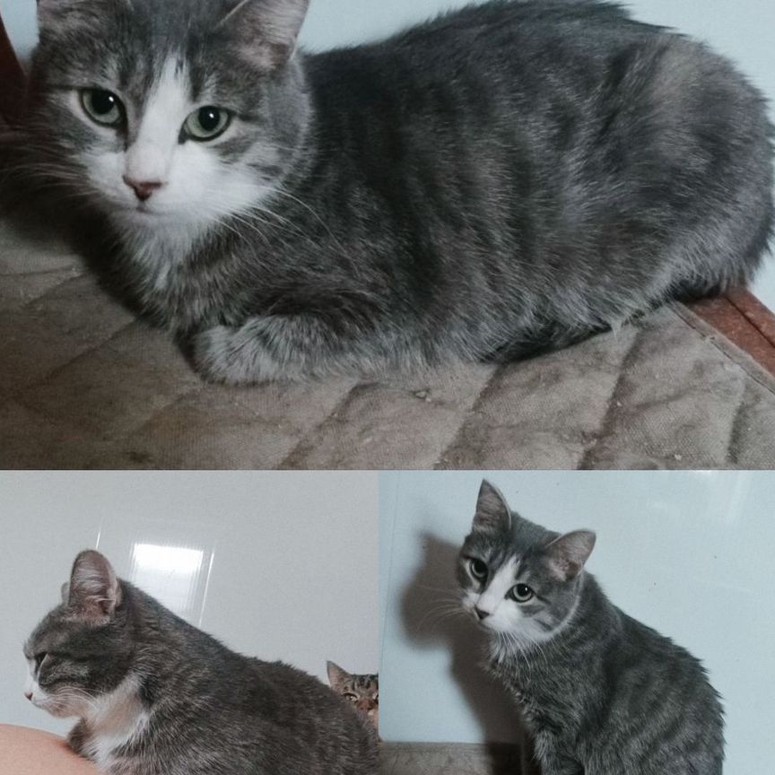 Взрослая, кошка в добрые руки