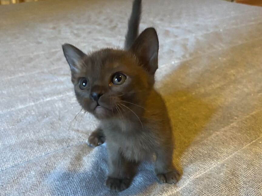 Бурманские котята