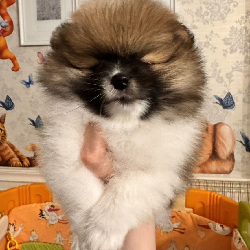 Померанский шпиц