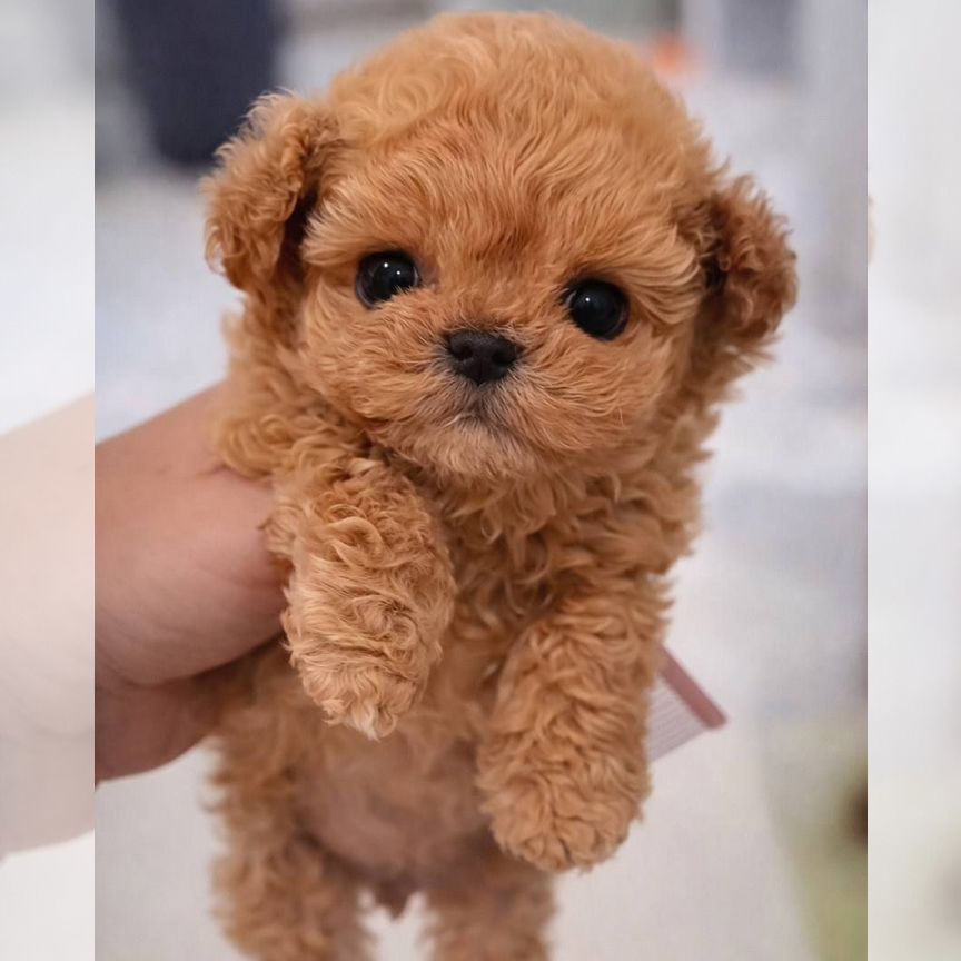 Мальтипу, щенок