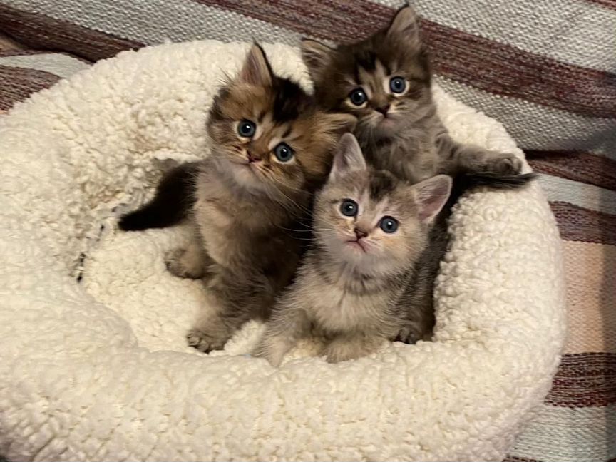Котята Манчкины