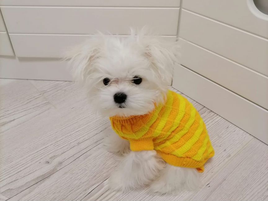 Мини Мальчик Мальтезе