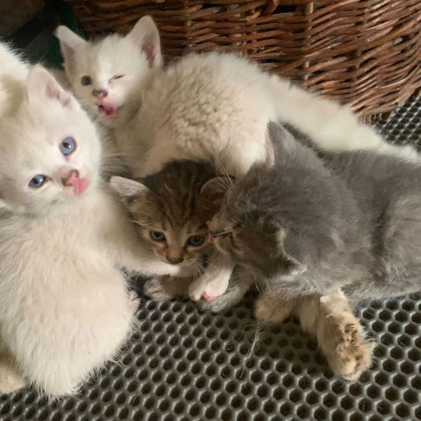 Котята в добрые руки