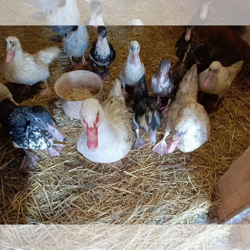 Мускусные утки