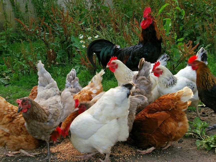 Домашние куры
