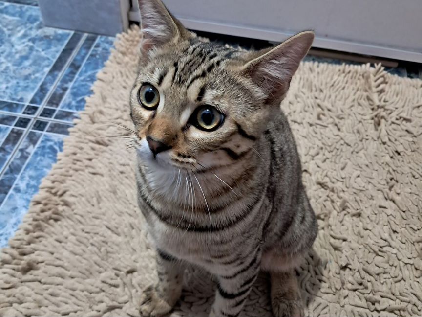 Продаётся Котёнок Бенгал 6+ месяцев