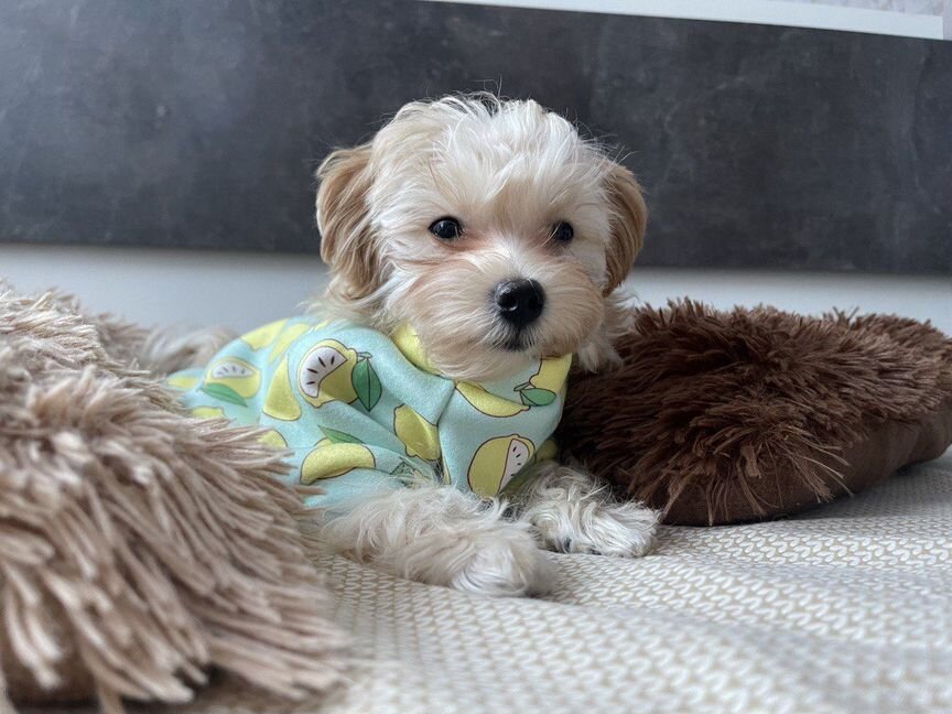 Мальтипу F1 mini кремовый мальчик