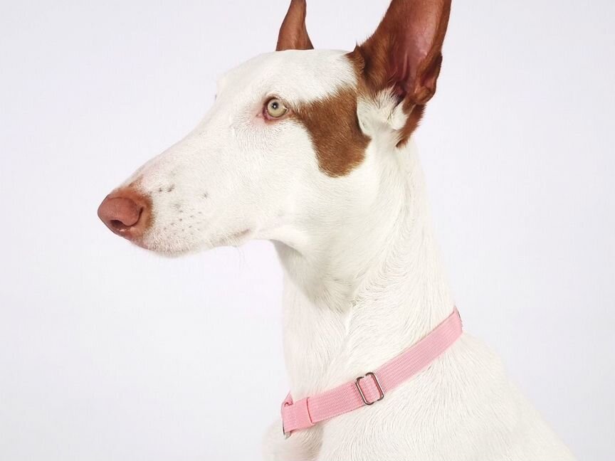 Шнурок для адресника