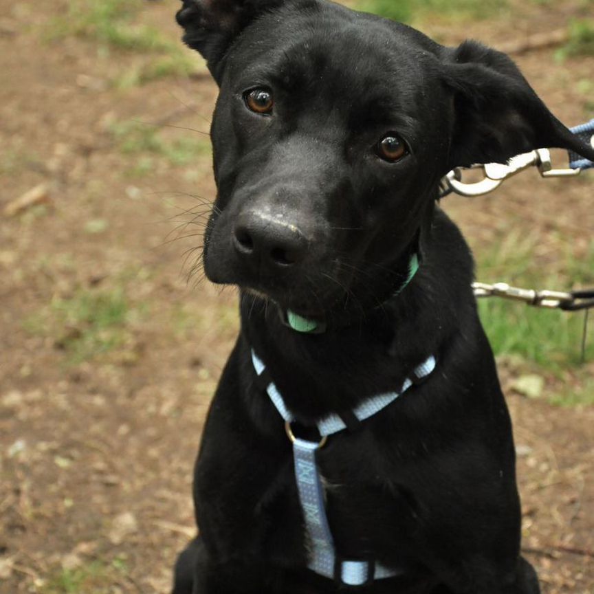 Щенок Лаврик ждёт любящую семью.В отлове до 27.05