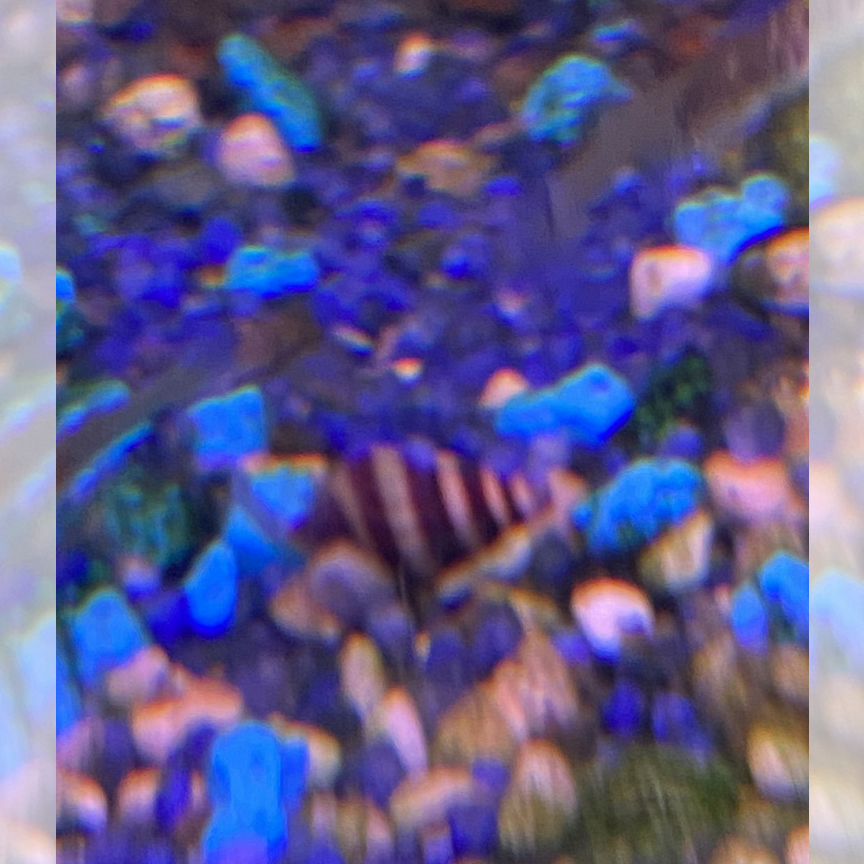 Улитка хелена