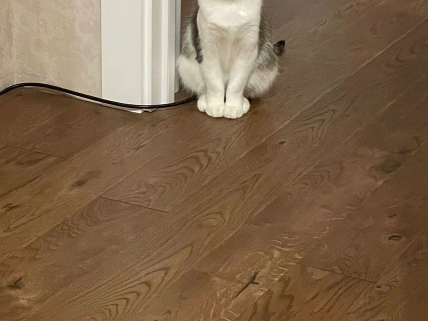 Спокойной кошке Шади нужен хозяин