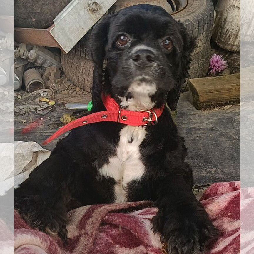 Американский кокер спаниель