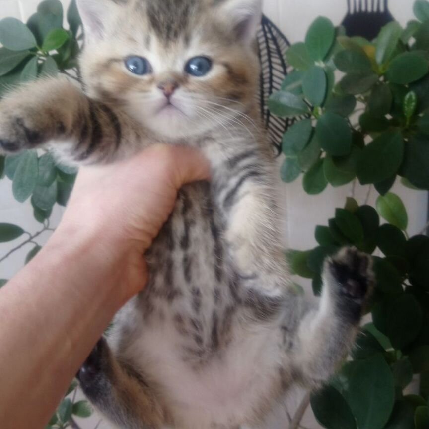 Шотландские котята шиншилки
