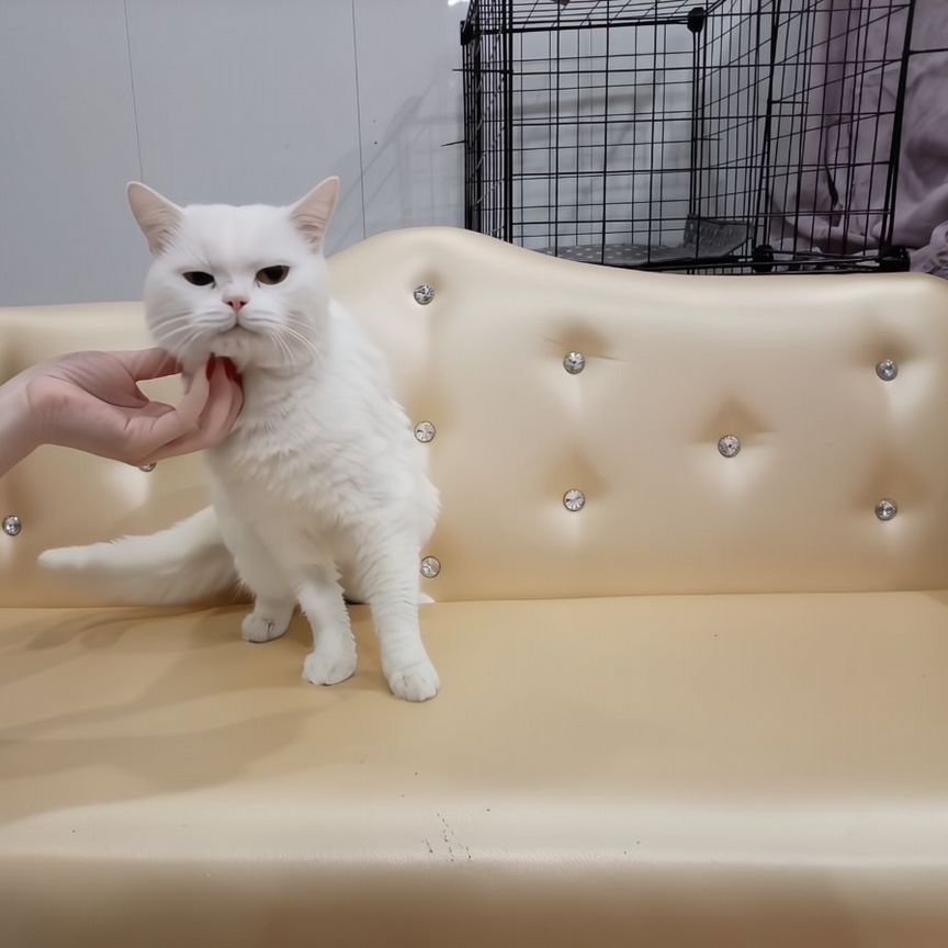 Взрослый кот в добрые руки