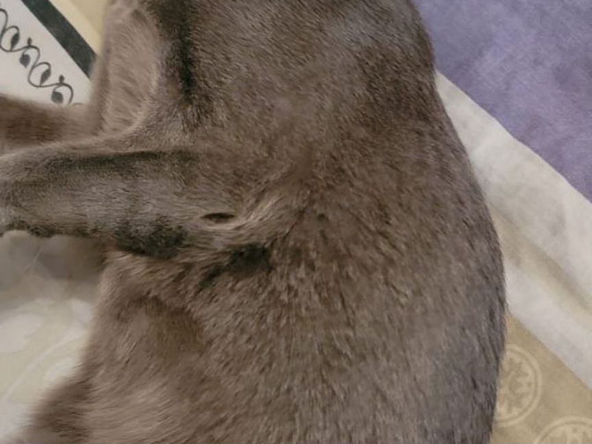 Предлагается на вязку орентальная кошка