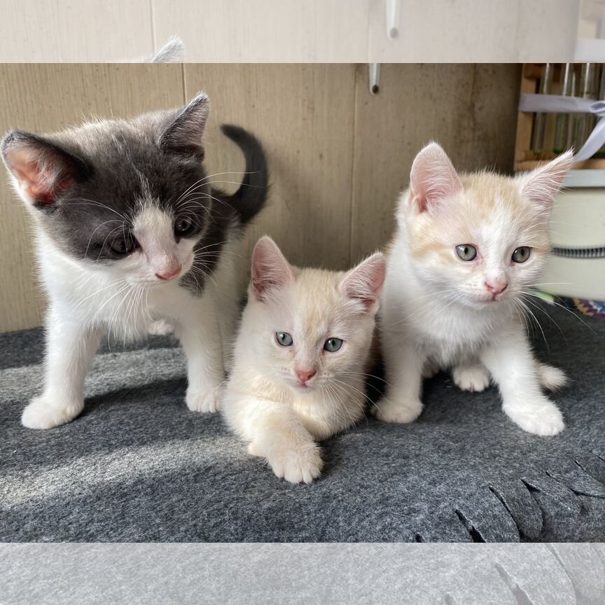 Котята в добрые руки